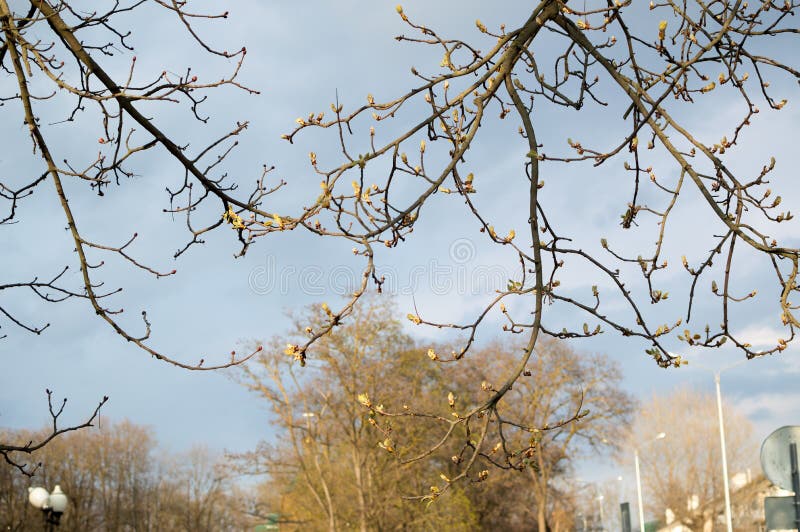 Spring Chestnut Branches and First Buds on Blue Sky Background Stock ...