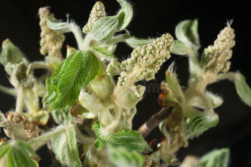 Spring Chestnut Tree Bud Macro Stock Photo - Image of budding, ecology ...