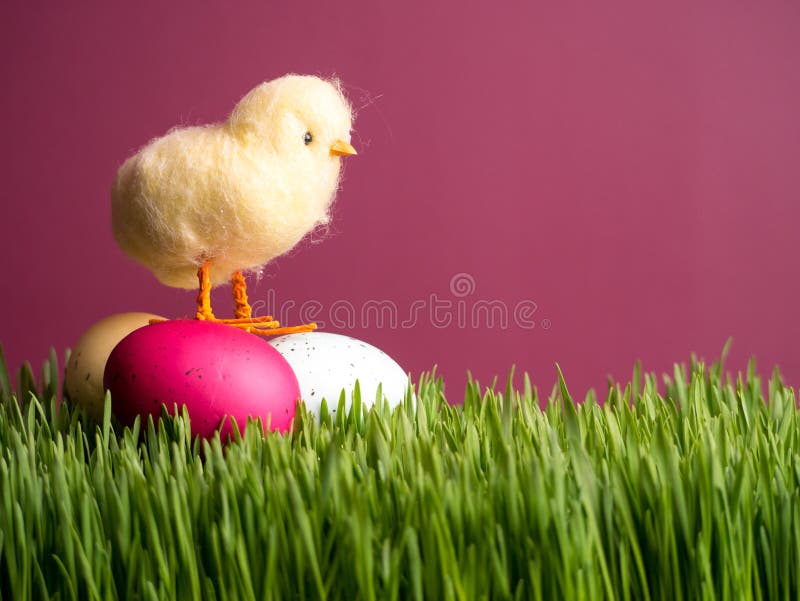 Easter Chicken on Guard stock photo. Image of legs, chicken - 4452256