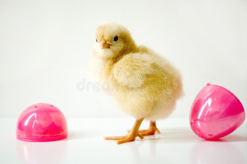 Spring chick stock image. Image of seamless, people, animal - 38240485