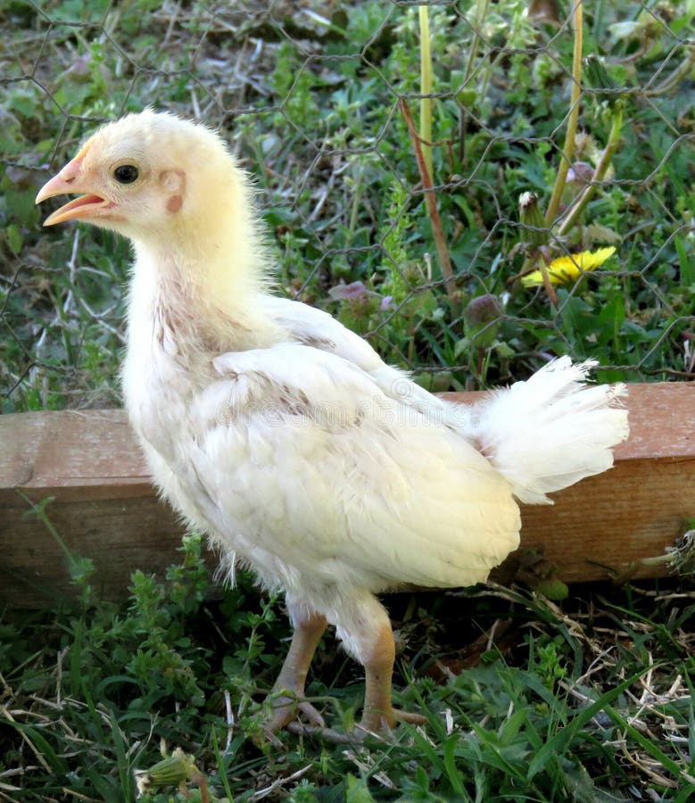 Spring chicken stock photo. Image of spring, loving - 115489482