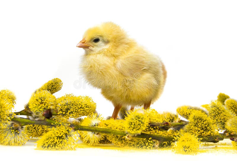 Spring Chicken stock image. Image of copy, spring, agriculture - 4301907