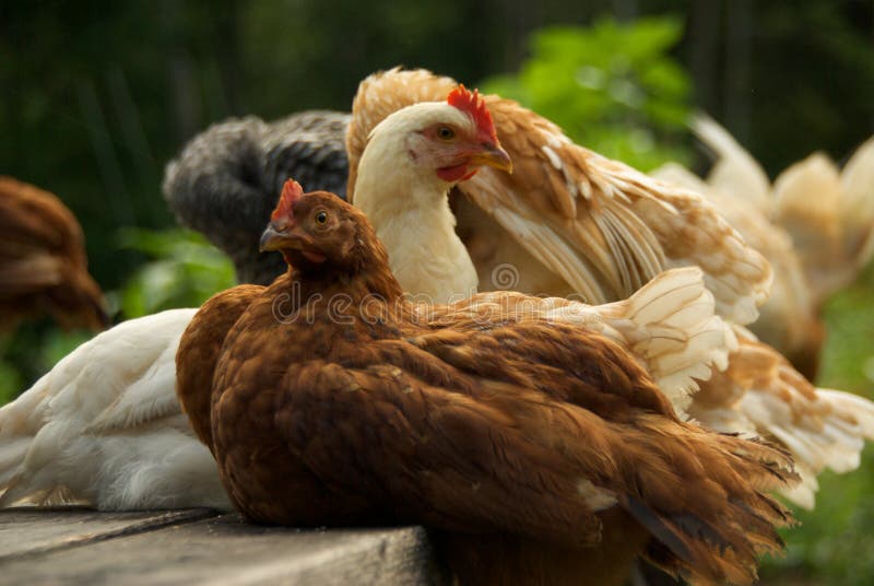 Spring Chickens stock photo. Image of avian, isolated - 9977862