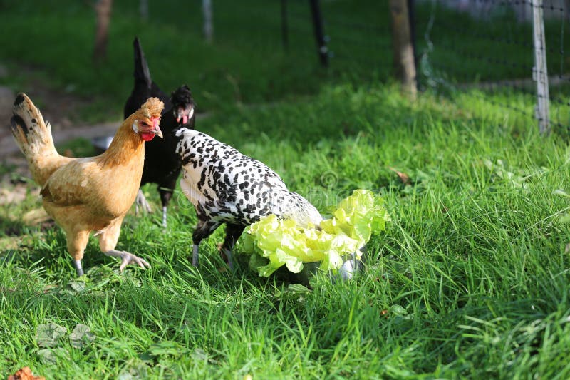 Spring. Chickens As Pets -7. Stock Image - Image of meal, drink: 304693401