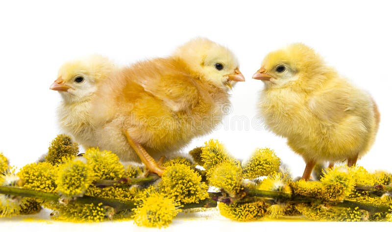 Spring chickens stock photo. Image of holiday, wings - 34580394