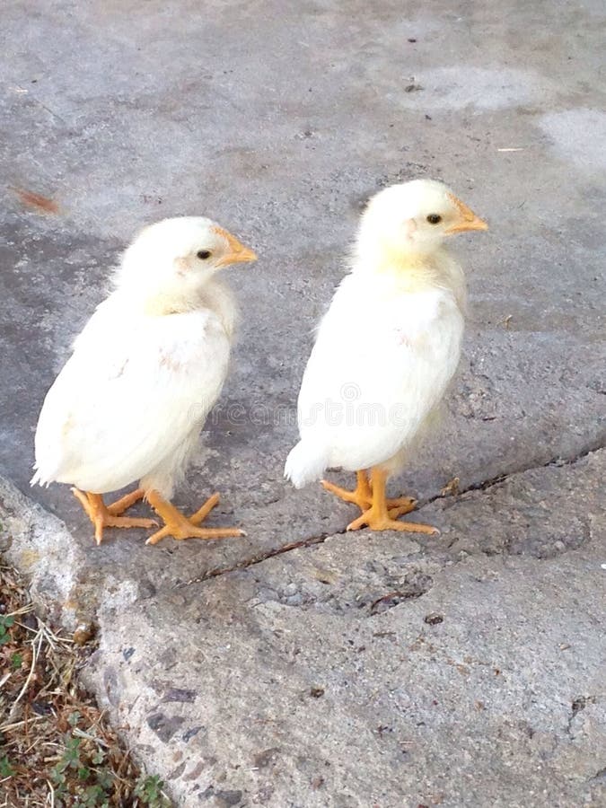 Spring chicks stock image. Image of farm, bird, enjoying - 54407325