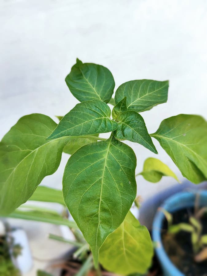 A Spring of Chilli Leaf Shoots is Scientifically Named Capsium Baccatum ...