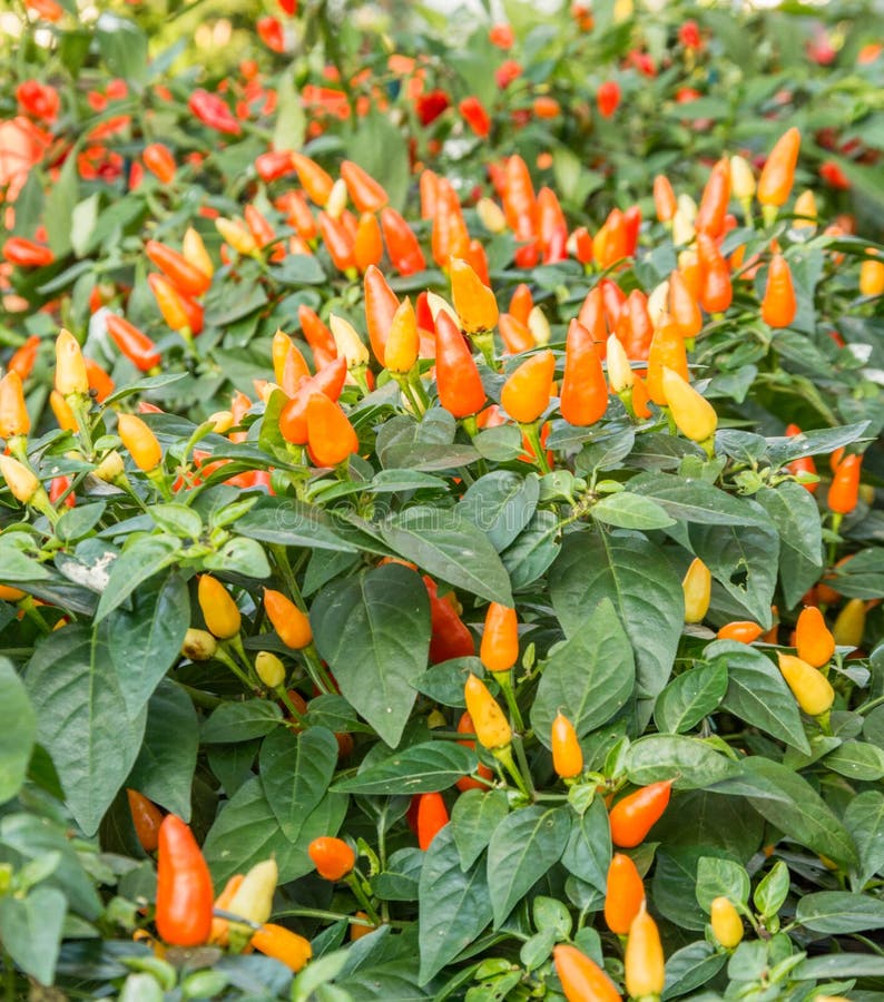 Chilli Is The Fruit Of Plants From The Genus Capsicum, Version 4 Stock ...