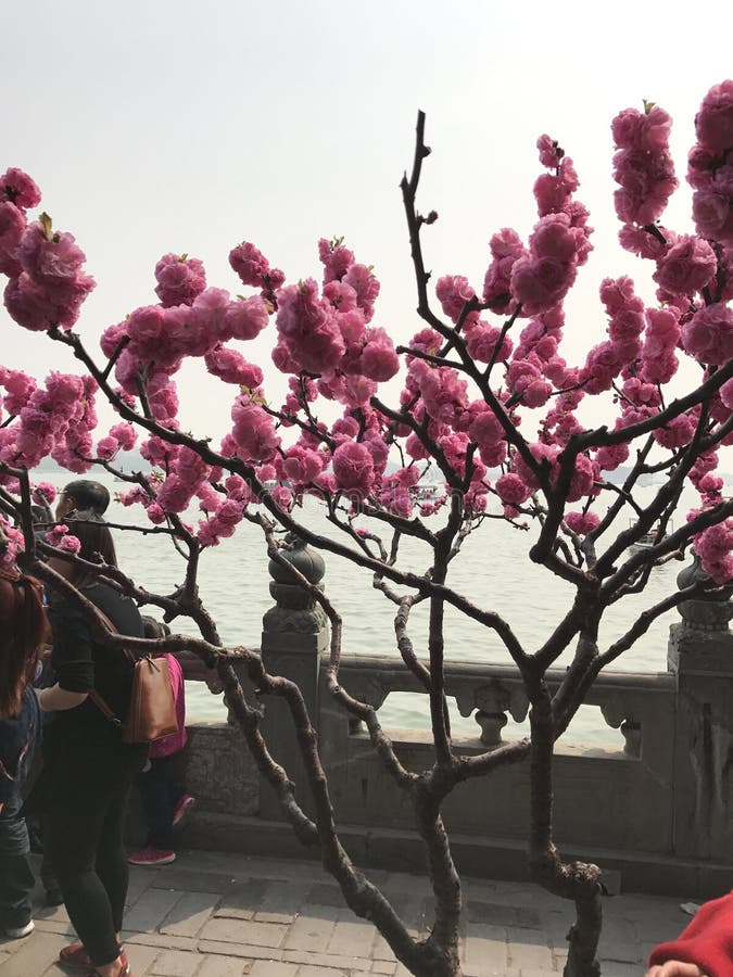 Spring in China editorial photo. Image of spring, china - 91294856