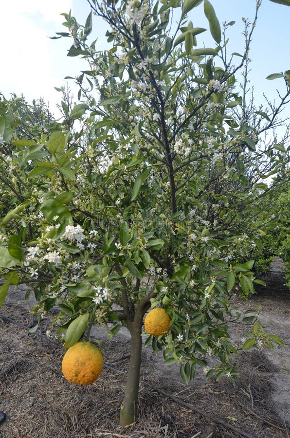 Spring in the Citrus Garden Stock Image - Image of fruit, agriculture ...