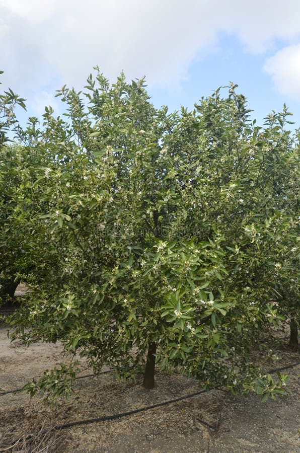 Spring in the Citrus Garden Stock Image - Image of fruit, garden: 178451669