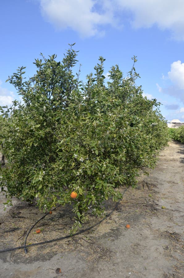 Spring in the Citrus Garden Stock Image - Image of orange, spring ...