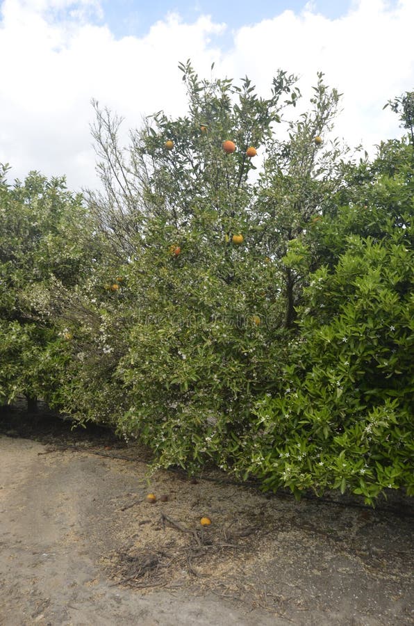 Spring in the Citrus Garden Stock Image - Image of irrigation, spring ...