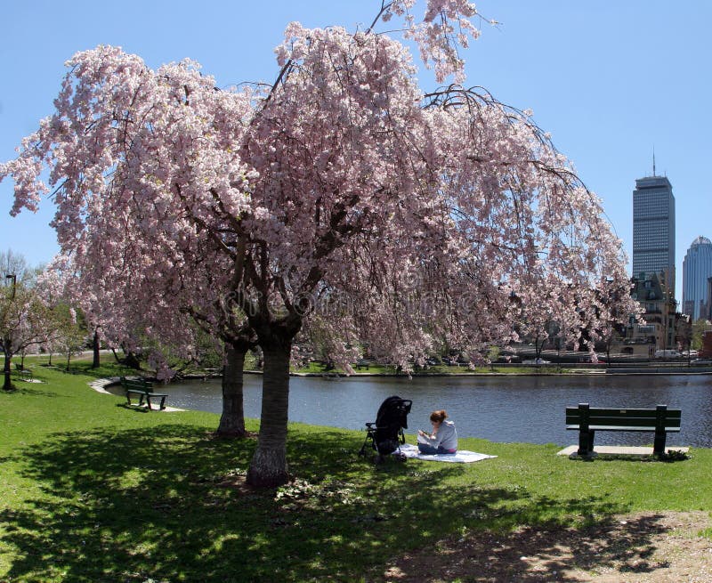 Spring in a city editorial image. Image of baby, flower - 1853335