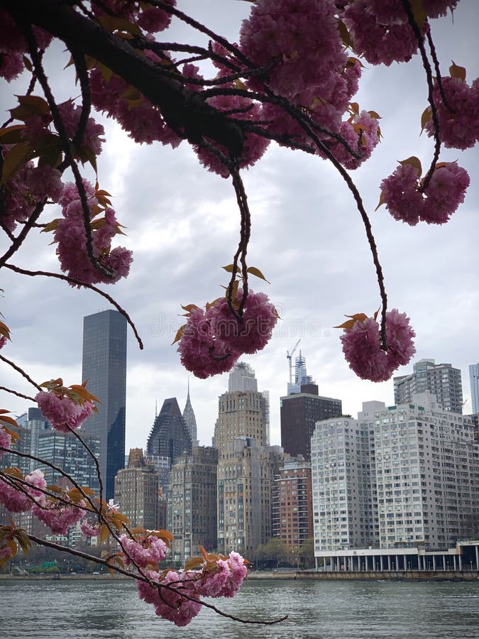 Spring in the city stock photo. Image of pink, skyscrapers - 199406008