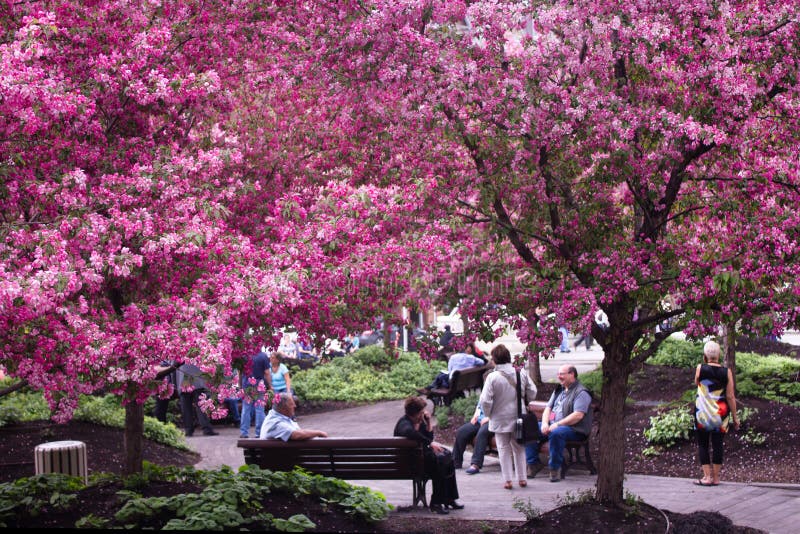 Spring in a city. editorial photography. Image of quebec - 28239272