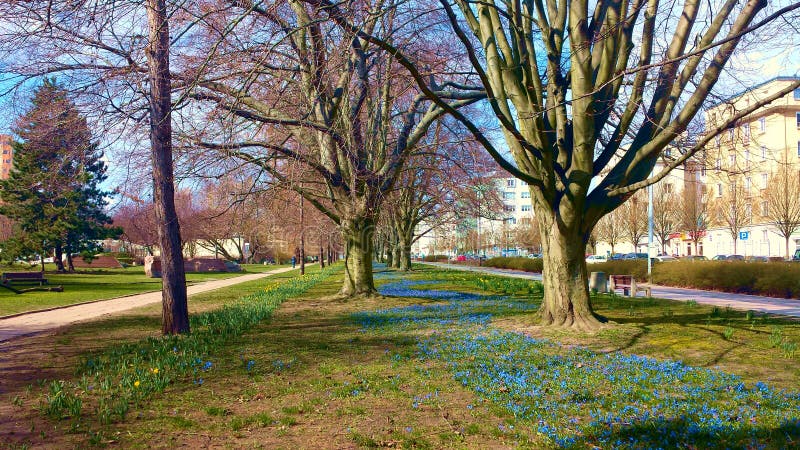 Spring in the city. stock image. Image of plant, flower - 143835339