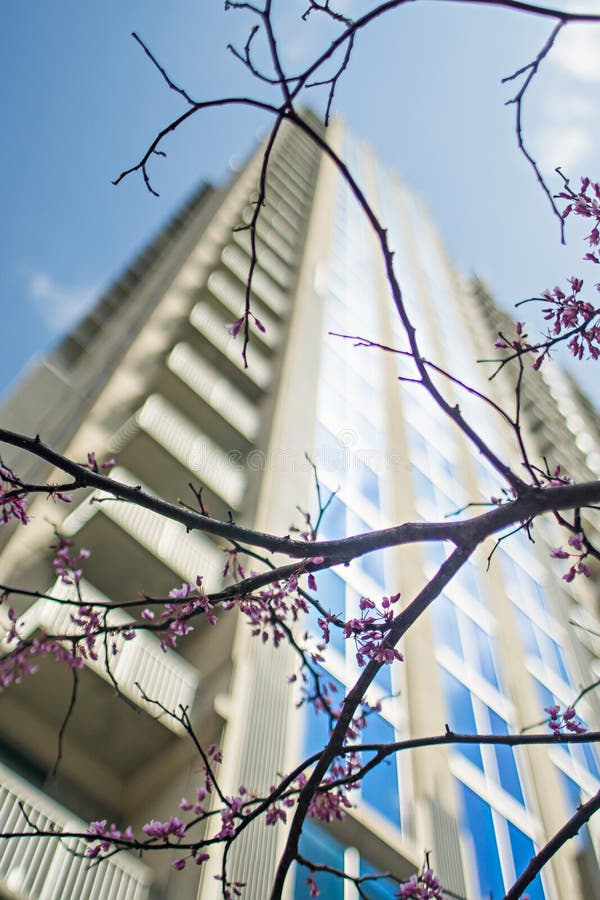 Spring in the City with Highrise Building Stock Photo - Image of ...