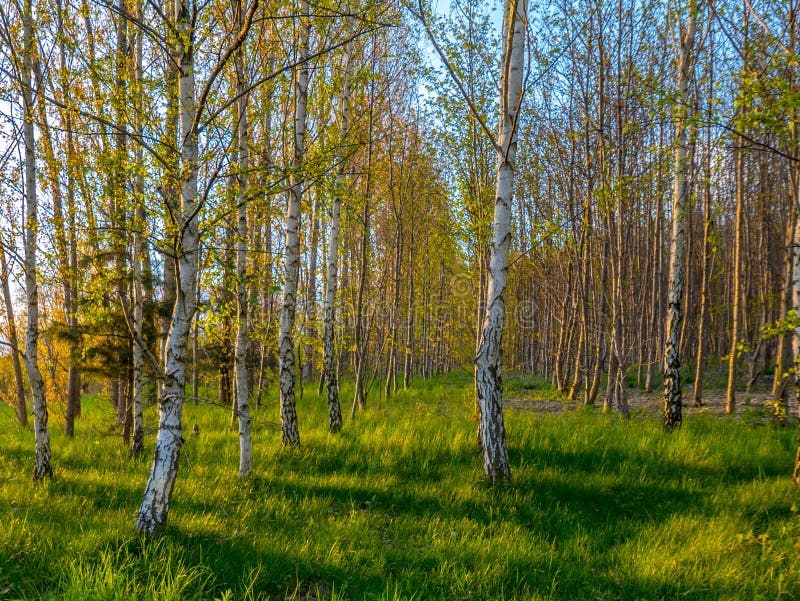 Spring city landscape stock image. Image of city, posh - 91793243