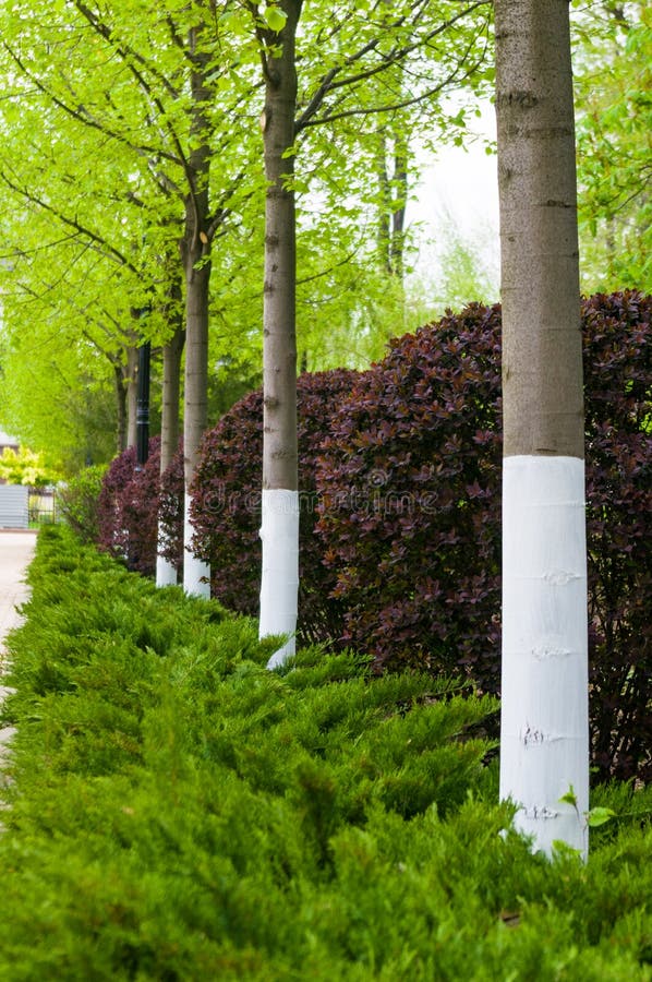 Spring City Park - Blooming Flower and Trees, Bright Green Grass Stock ...