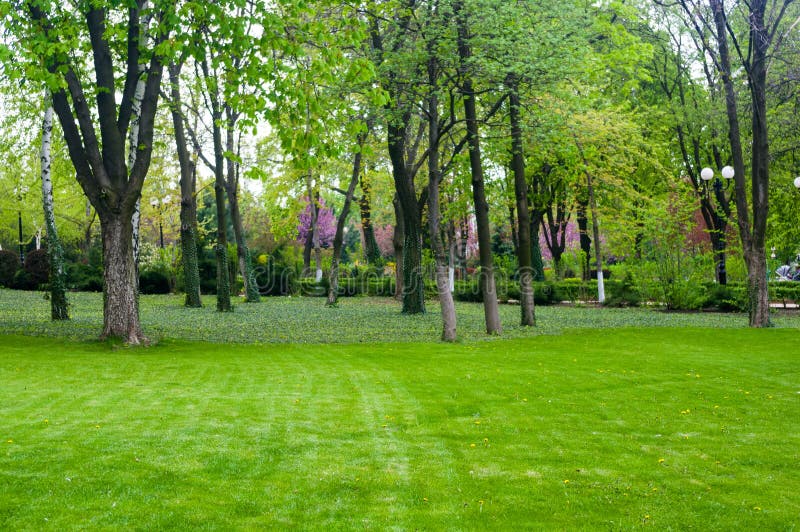 Spring City Park - Blooming Flower and Trees, Bright Green Grass Stock ...