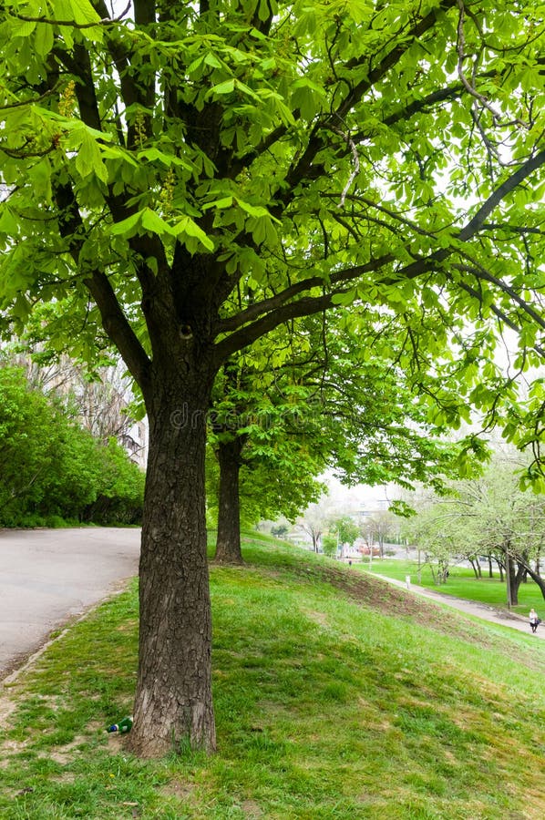 Spring City Park - Blooming Flower and Trees, Bright Green Grass Stock ...
