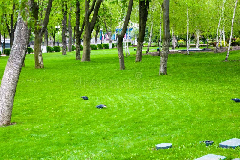 Spring City Park - Blooming Flower and Trees, Bright Green Grass Stock ...