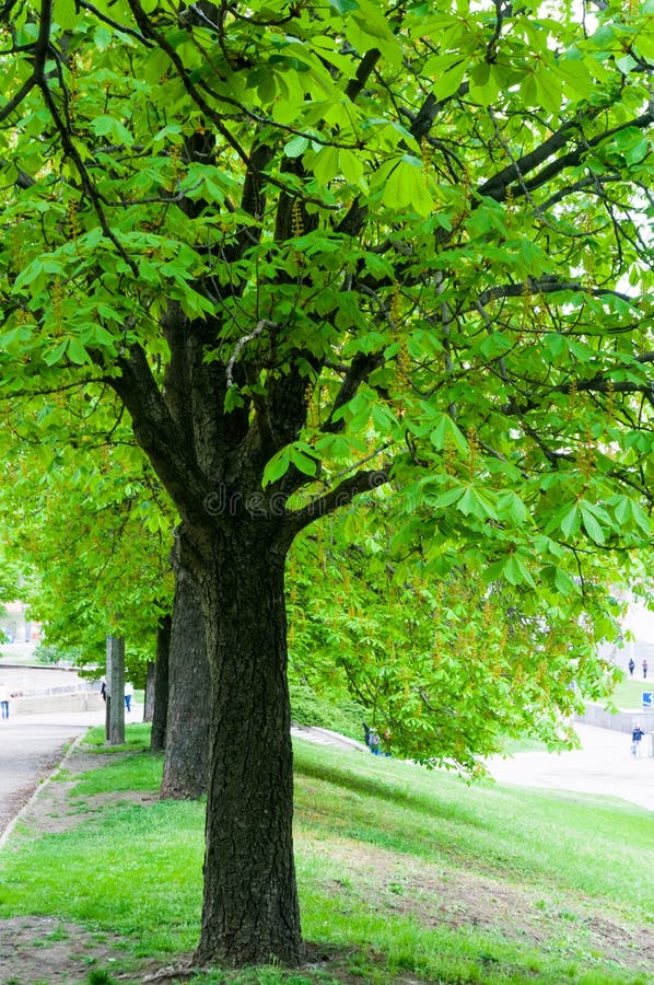 Spring City Park - Blooming Flower and Trees, Bright Green Grass Stock ...