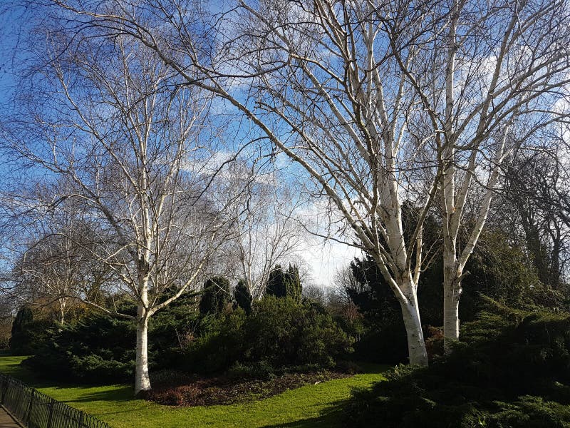Spring city park stock photo. Image of trees, city, london - 88704790