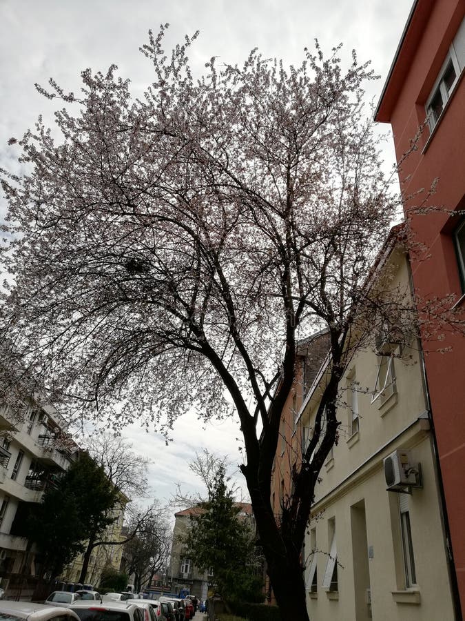 Spring in the city editorial stock photo. Image of spring - 113221768