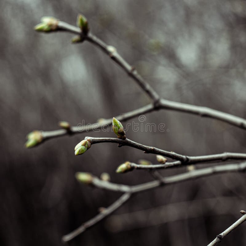 Spring claws stock photo. Image of leaf, nature, greenery - 234364480