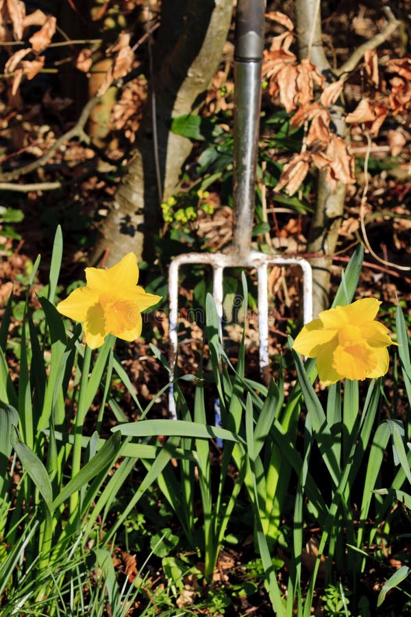 Spring Clean in the Garden - Portrait Stock Photo - Image of yellow ...
