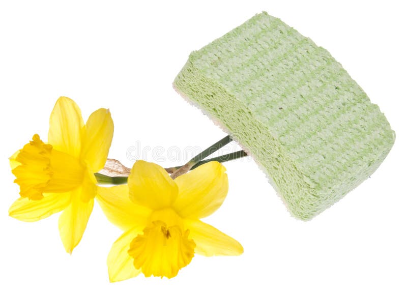 Spring Cleaning stock photo. Image of path, yellow, daffodil - 13481312