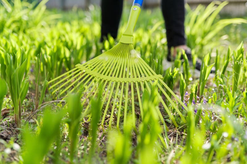 Spring Cleaning in the Garden, Closeup Rake Cleaning Green Grass Stock ...