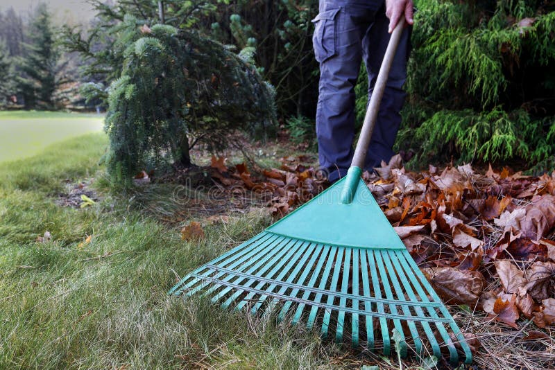 Spring Cleaning in the Garden. Sweeping Dry Leaves Stock Image - Image ...