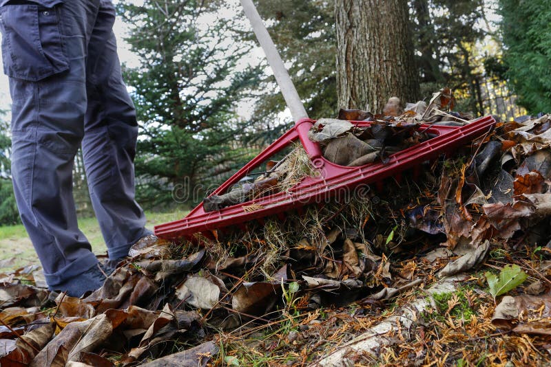 Spring Cleaning in the Garden. Sweeping Dry Leaves Stock Image - Image ...