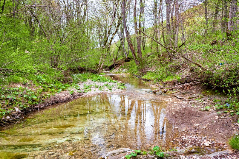 A Small Clear Stream in a Ravine in the Forest Stock Photo - Image of ...