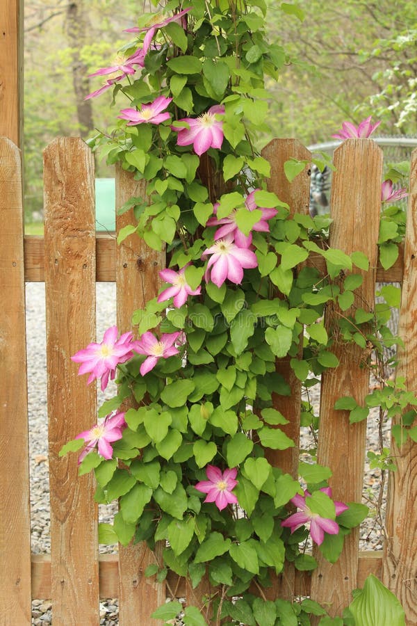 Spring Clematis Vines Full of Lovely Pink Flowers Stock Photo - Image ...