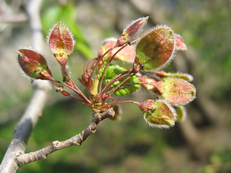 Spring. Close-up of Elm Catkins Stock Image - Image of blossoming ...