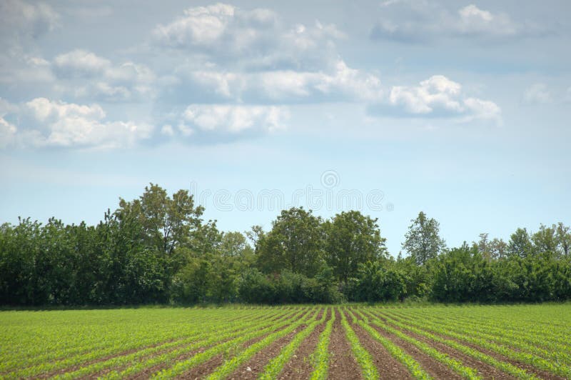 Clouds on mais field stock image. Image of weather, landscape - 139922213