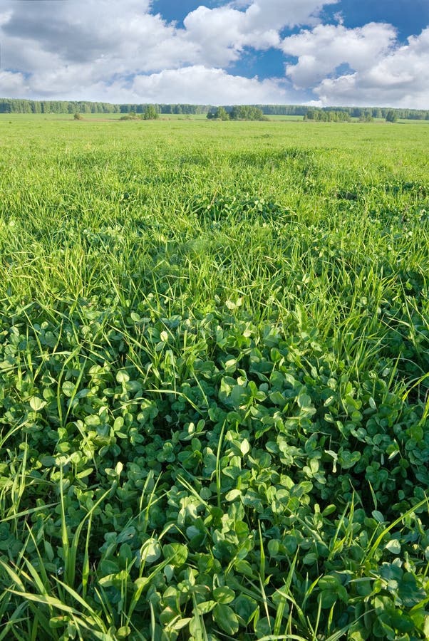 Clover Field stock photo. Image of ecology, field, green - 22371774