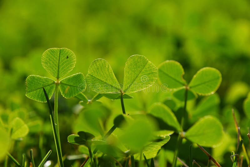 Spring Clover Leaves in Green Grass Stock Image - Image of light ...