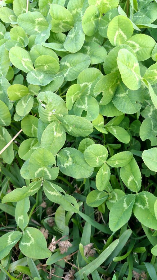 Spring clover stock photo. Image of three, plants, clover - 89348252