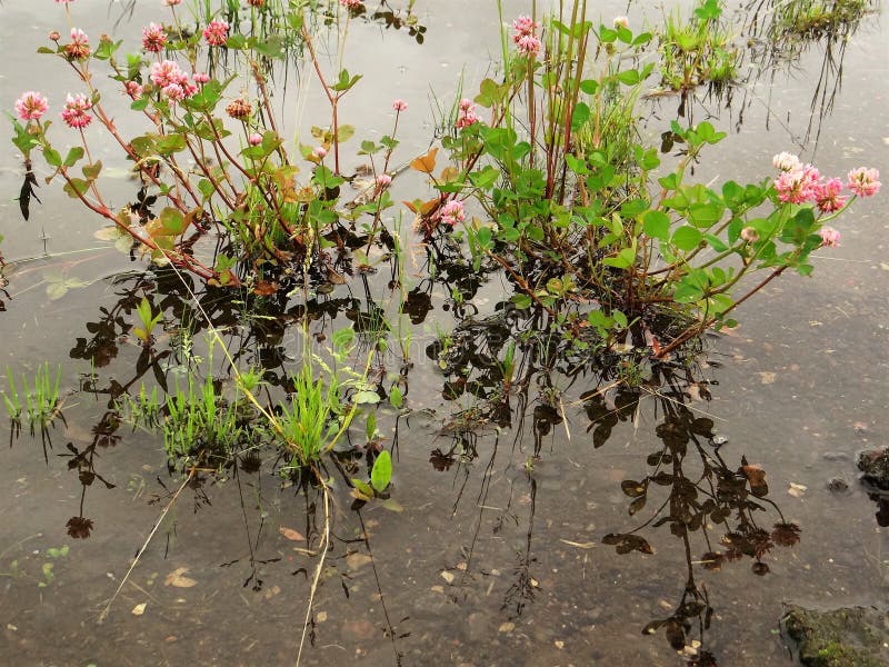 Spring Clover on the Shore of a Large Puddle. Stock Photo - Image of ...