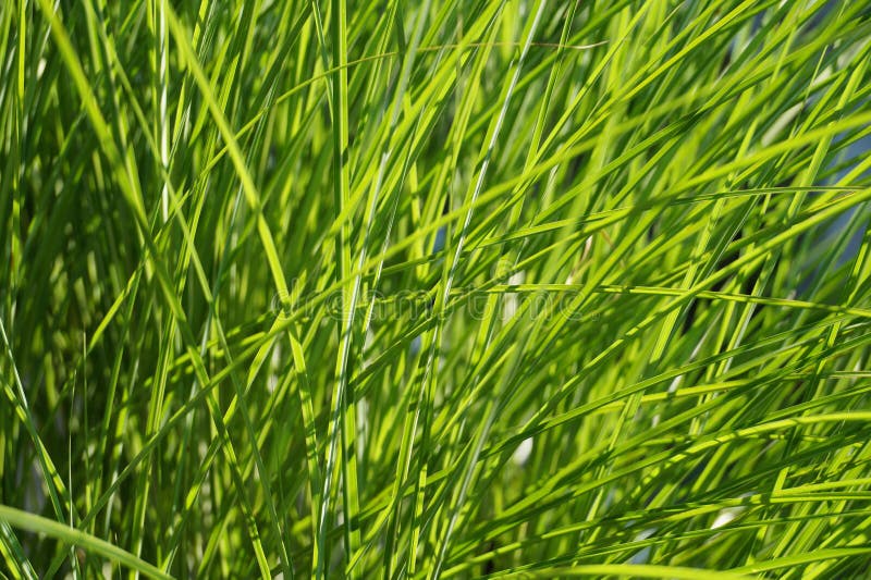 Spring. a Cluster of Tall Grass Illuminated by the Rays of the Sun ...
