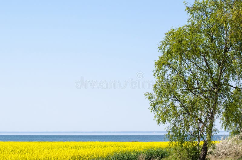 Spring by a coastal field stock image. Image of spring - 72282873