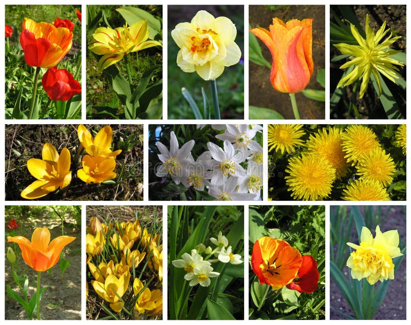 Spring collage stock photo. Image of white, narcissus - 14064544