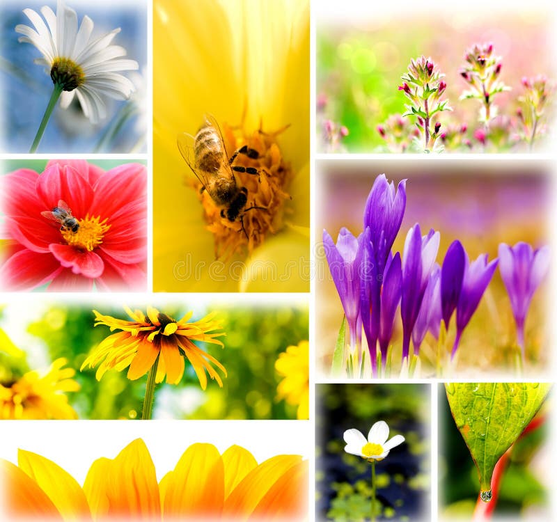 Spring collage stock image. Image of montage, branch - 17376107