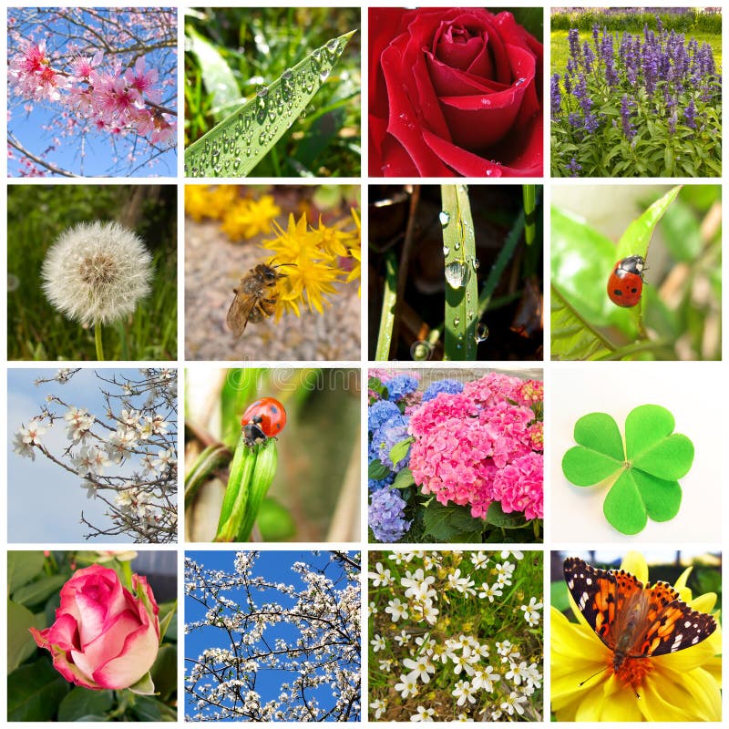 Spring collage stock photo. Image of colorful, nature - 19436782