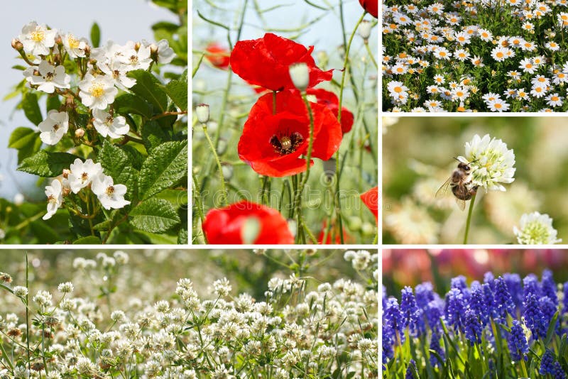 Spring collage stock photo. Image of colorful, nature - 19436782